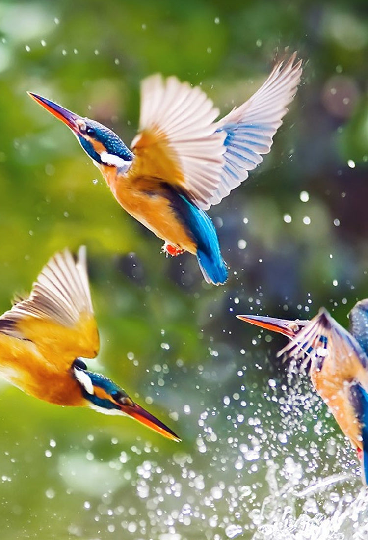 Everything Birds – Pet Discounters