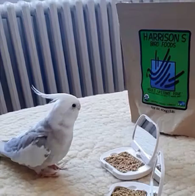 Harrison's Adult Lifetime Fine Bird Food 1 LB – Pet Discounters